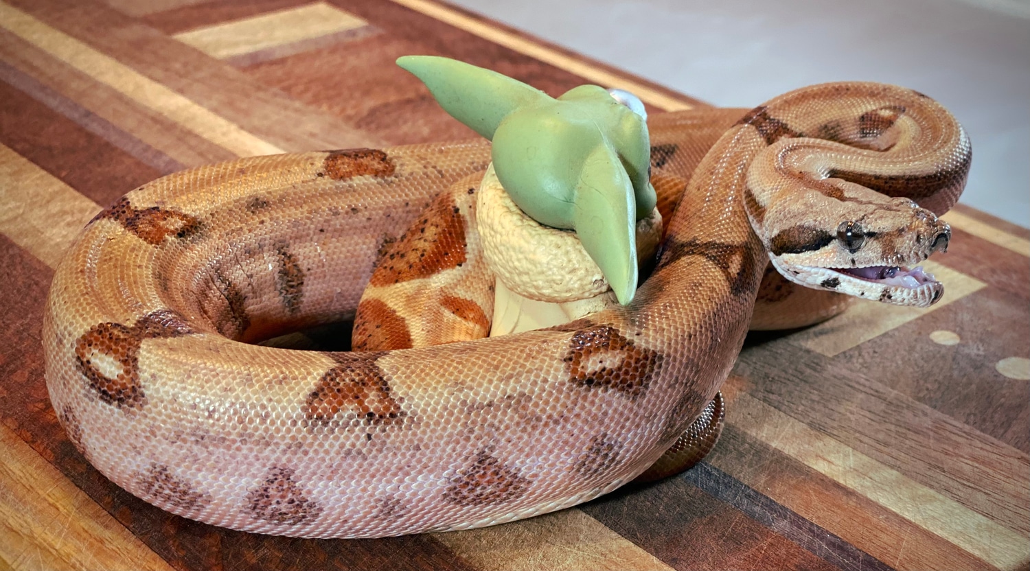 BOGO Sale! 2x Marron Hypo Jungle Het Leopard 1M & 1F Boa Constrictor by ...