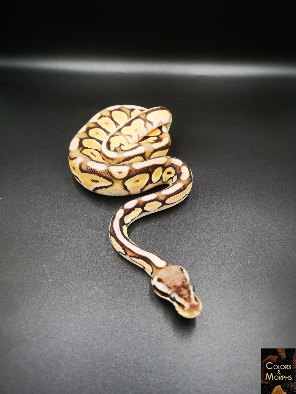 Pastel Enchi Cinnamon Gene X Het Piebald Ball Python by Colors&Morphs ...