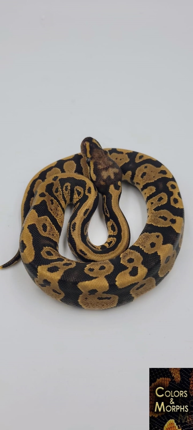 Vanilla Yellow Belly Confusion Ball Python by Colors&Morphs Ball Python ...
