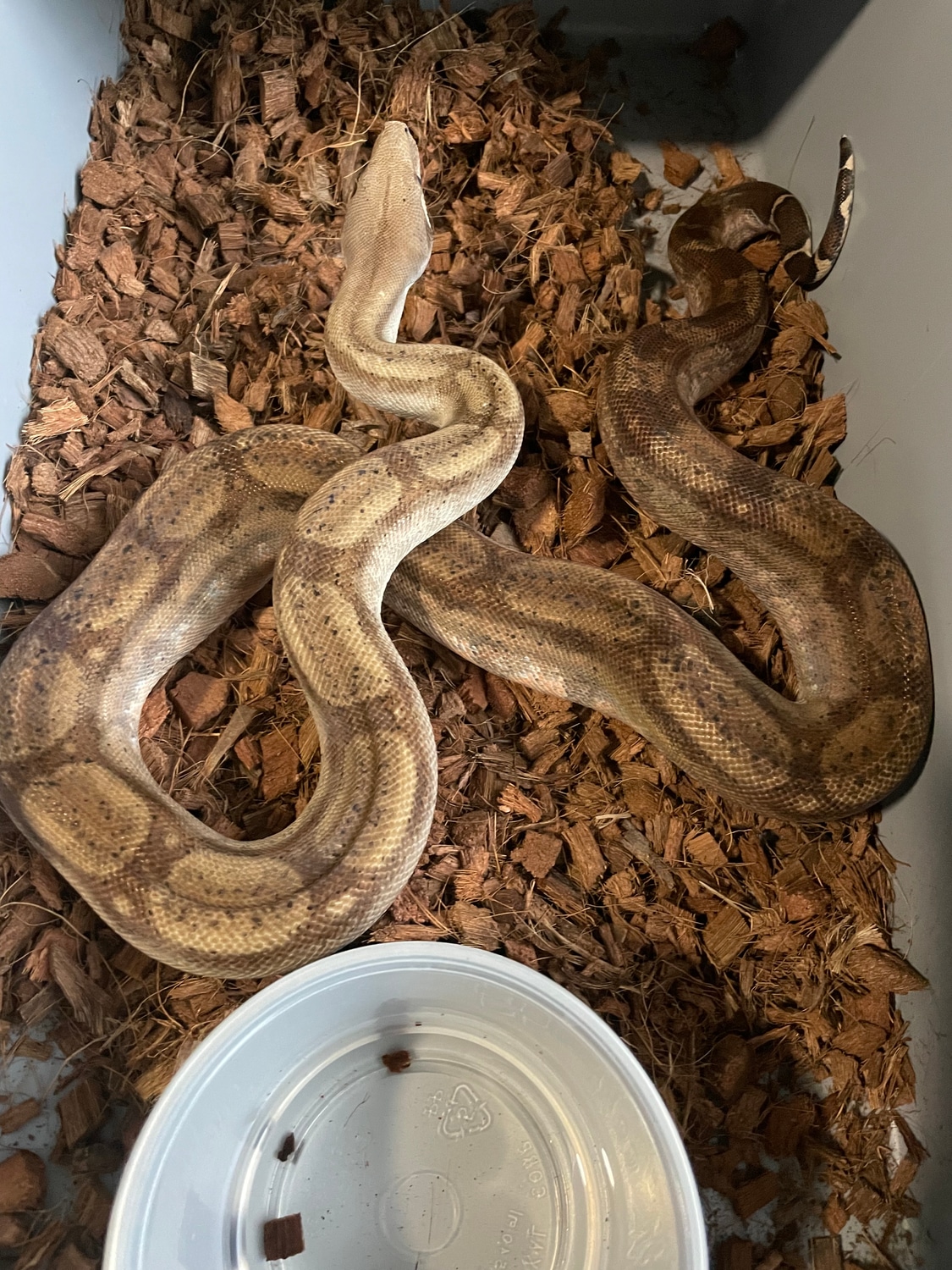 Central American Fire Boa Constrictor by Colossal Constrictors LLC ...