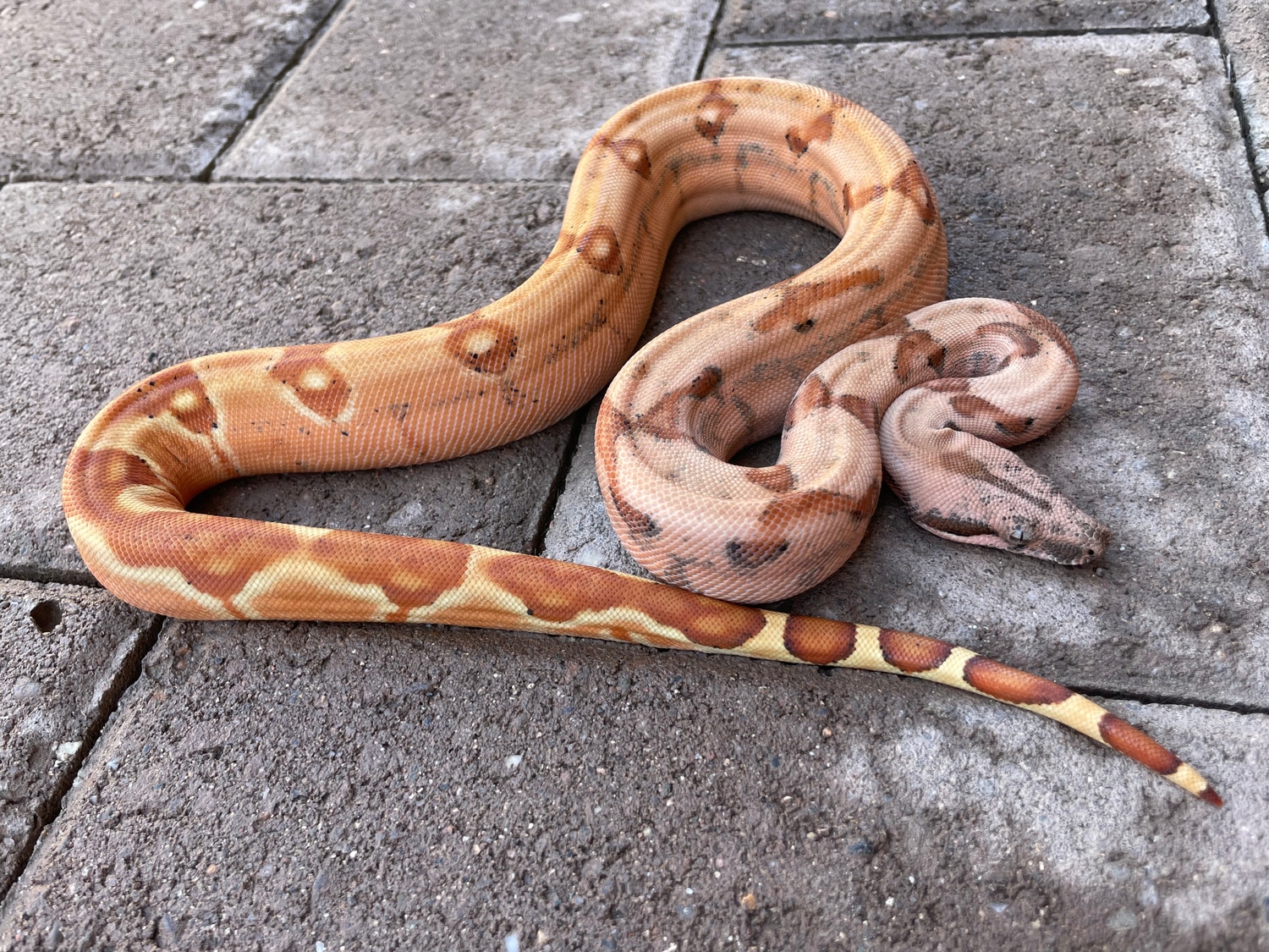 Hypo DH Red Dragon Boa Constrictor by Colossal Constrictors LLC ...