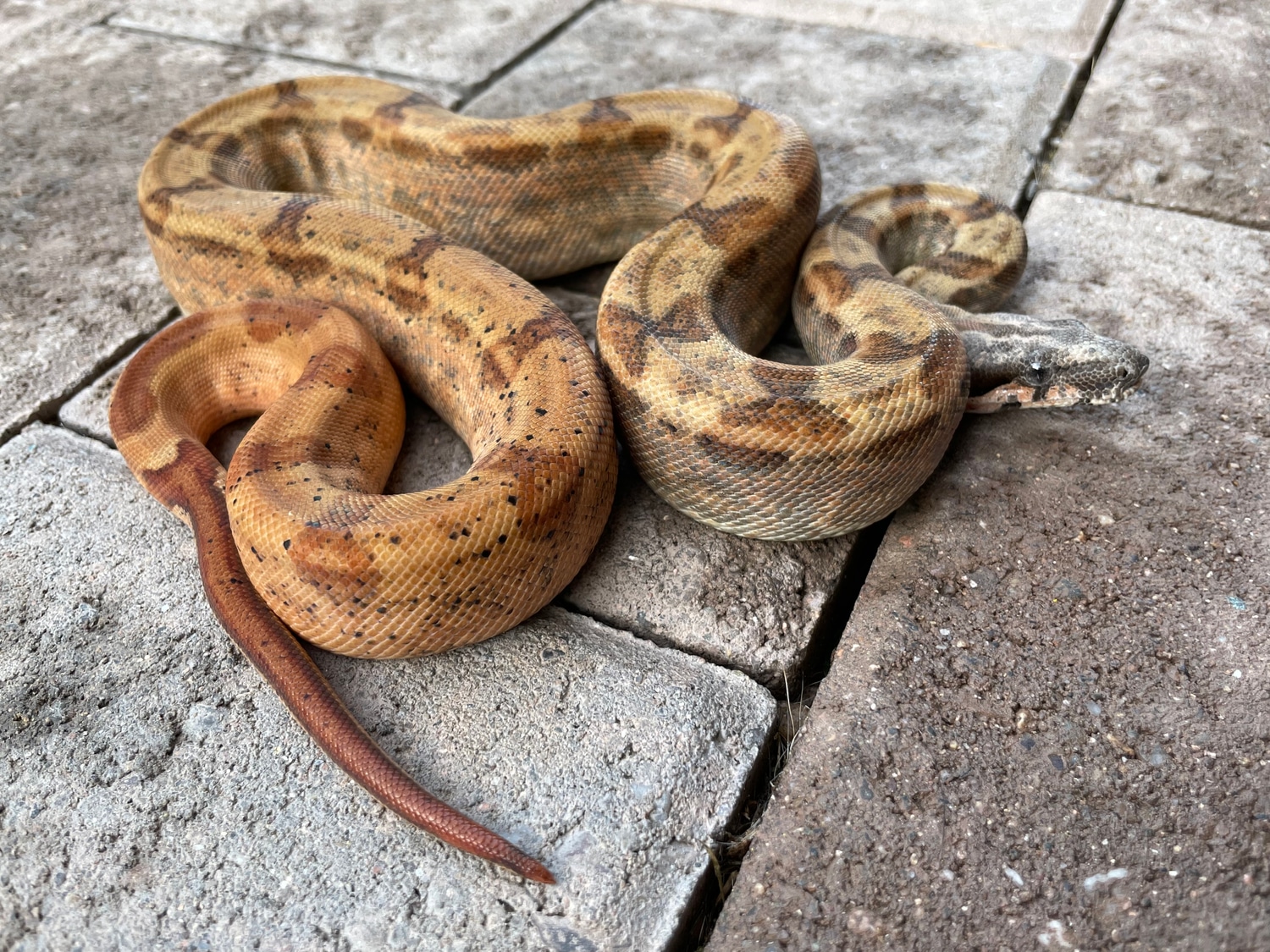 Hypo Motley DH Red Dragon Boa Constrictor by Colossal Constrictors LLC ...