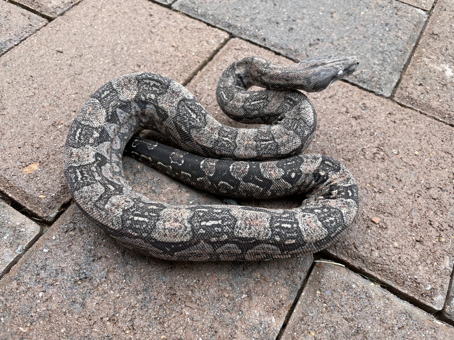 Boa Argentine Boa Constrictor by Colossal Constrictors LLC - MorphMarket