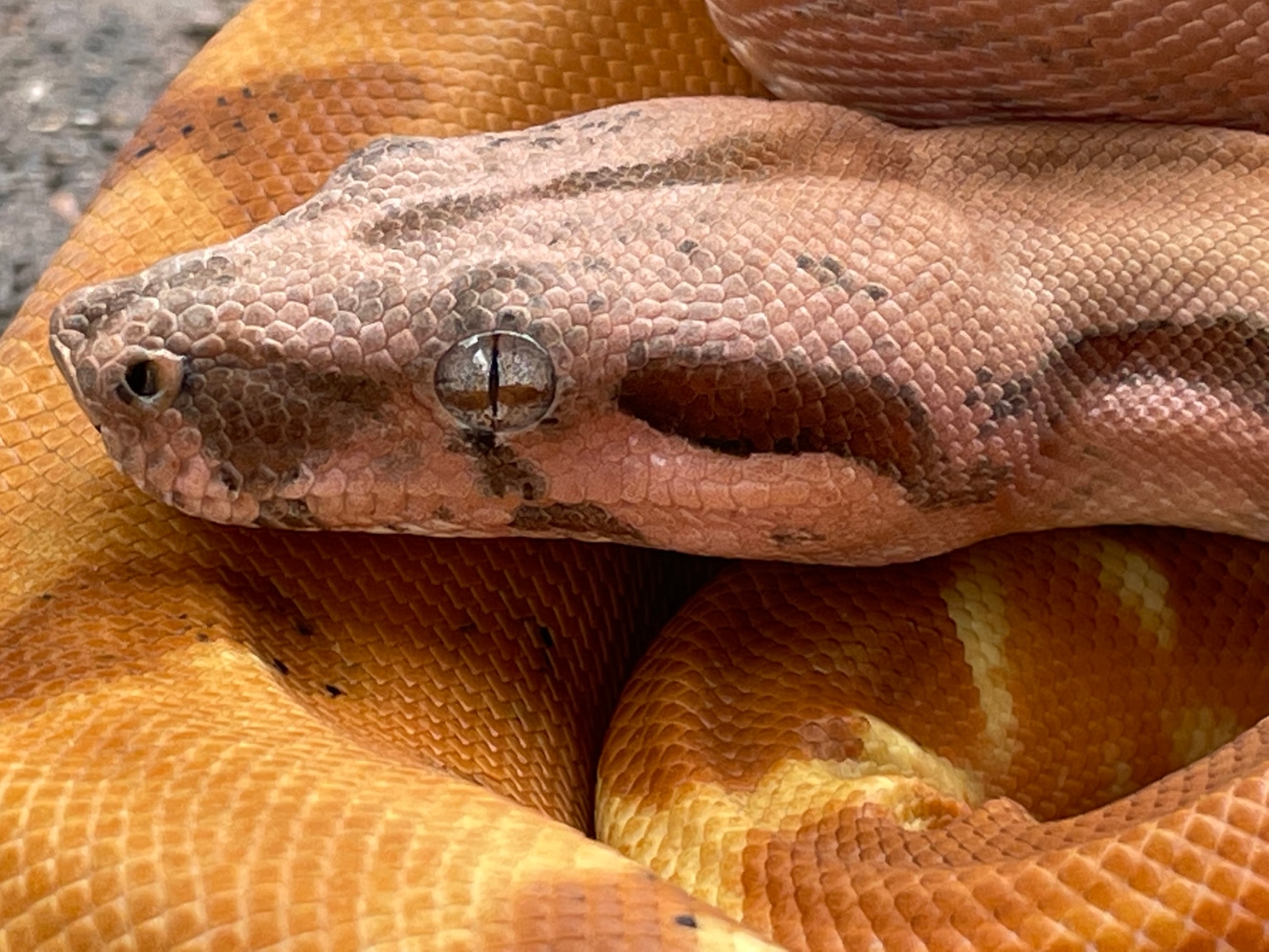 Super Hypo DH Red Dragon Boa Constrictor by Colossal Constrictors LLC ...