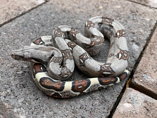 Het VPI Boa Constrictor by Colossal Constrictors LLC