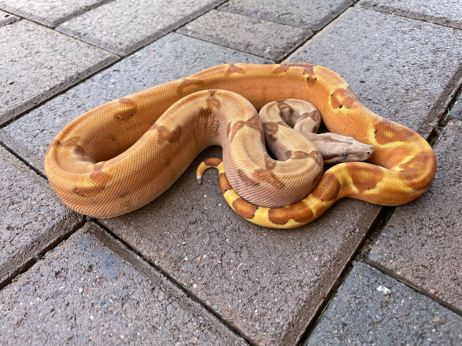 Super Hypo DH Red Dragon Boa Constrictor by Colossal Constrictors LLC ...