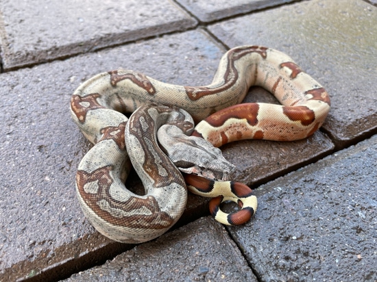 Hypo Jungle Het VPI Boa Constrictor by Colossal Constrictors LLC