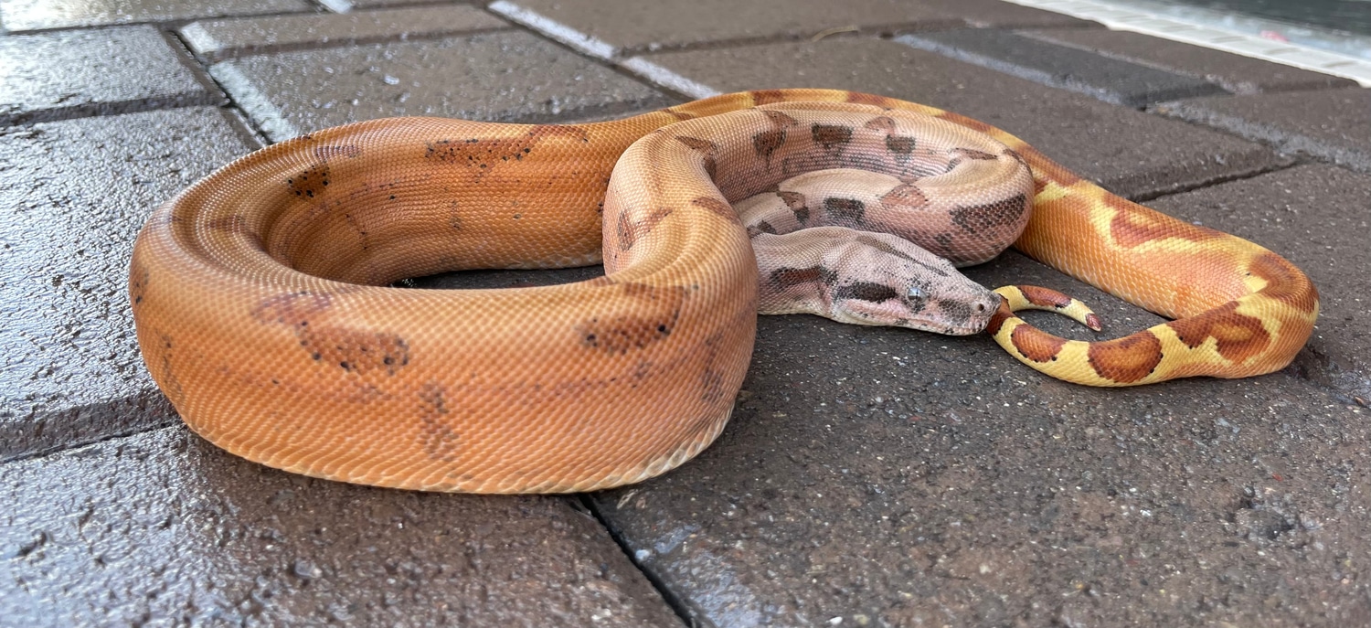 Super Hypo DH Red Dragon Boa Constrictor by Colossal Constrictors LLC ...