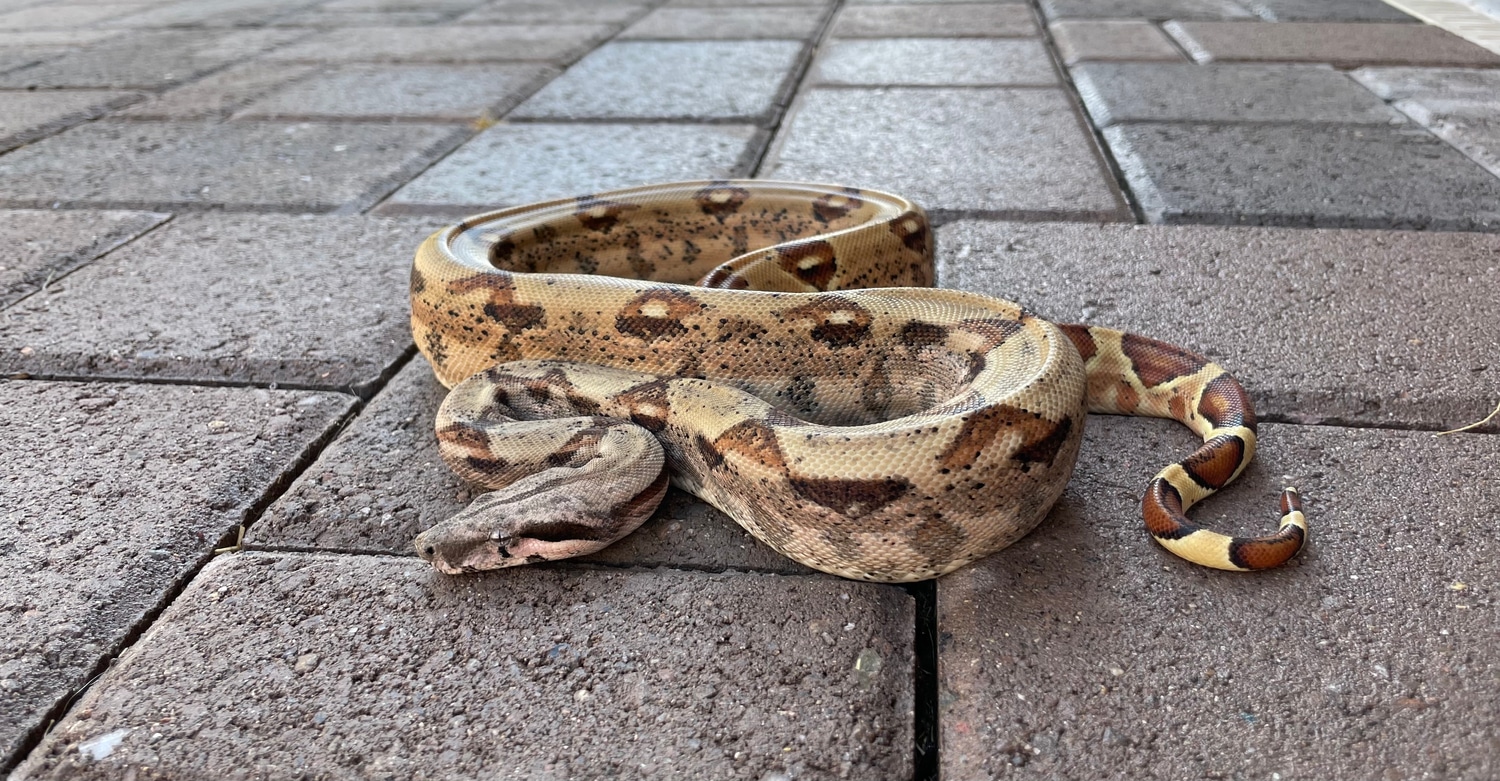Hypo DH Red Dragon Boa Constrictor by Colossal Constrictors LLC ...