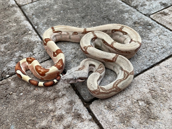 Hypo Jungle Het VPI Boa Constrictor by Colossal Constrictors LLC