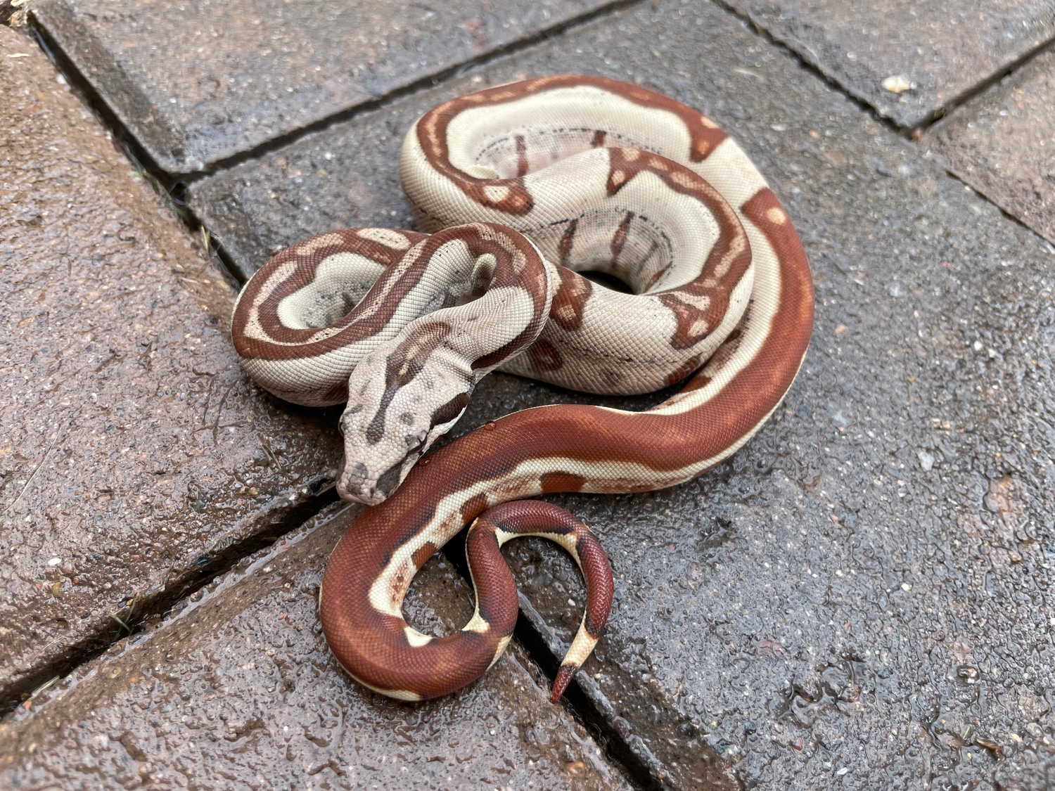 Hypo Jungle Het VPI Boa Constrictor by Colossal Constrictors LLC ...