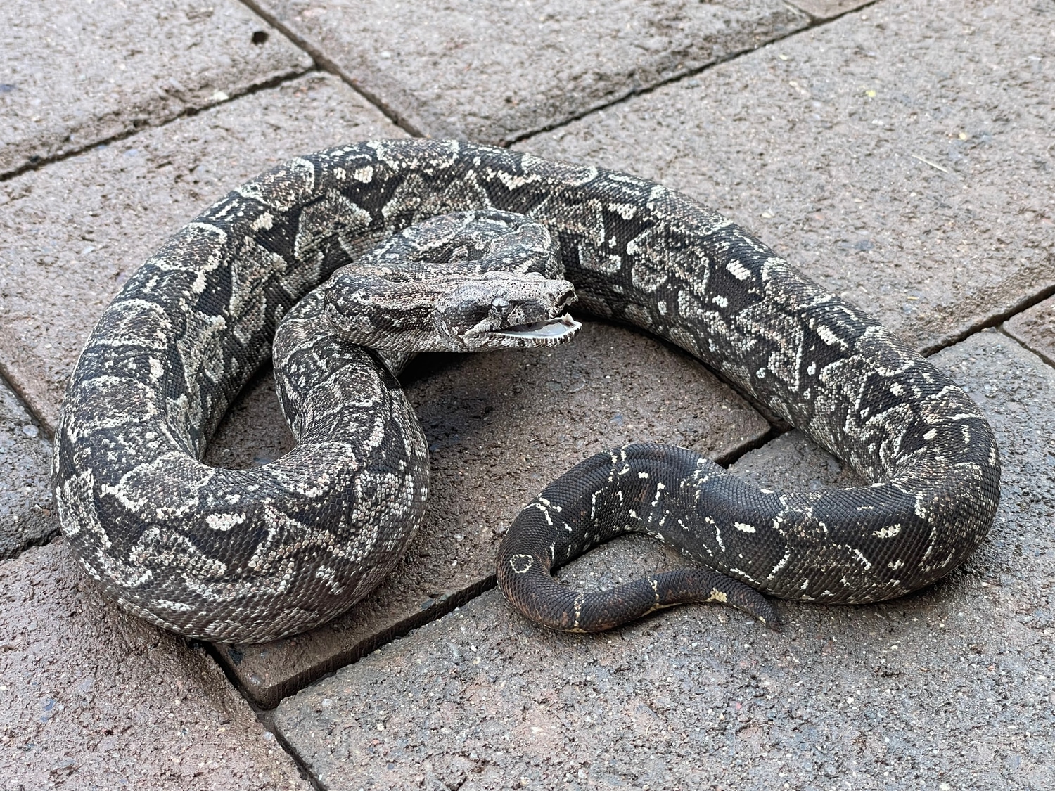 2021 Male Argentine Boa Constrictor by Colossal Constrictors LLC ...