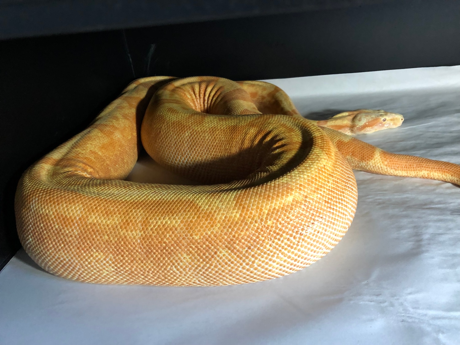 Sunglow Motley Boa Constrictor by Colossal Constrictors LLC - MorphMarket