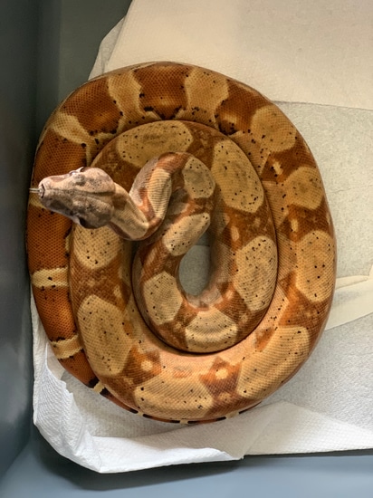 Hypo Keywest Het Kahl Boa Constrictor by Colossal Constrictors LLC