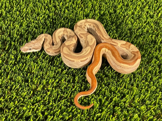 Hypo Motley 66% Het Kahl Boa Constrictor by Colossal Constrictors LLC