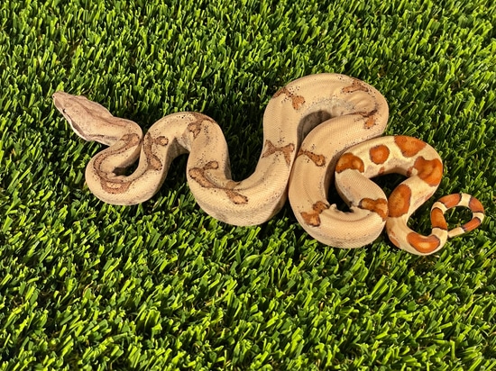 Hypo Jungle 66% Het Kahl Boa Constrictor by Colossal Constrictors LLC