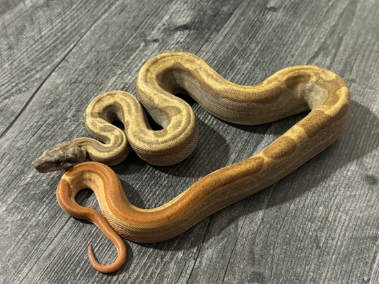 Hypo Jungle Motley Keywest 66% Het Kahl Boa Constrictor by Colossal ...
