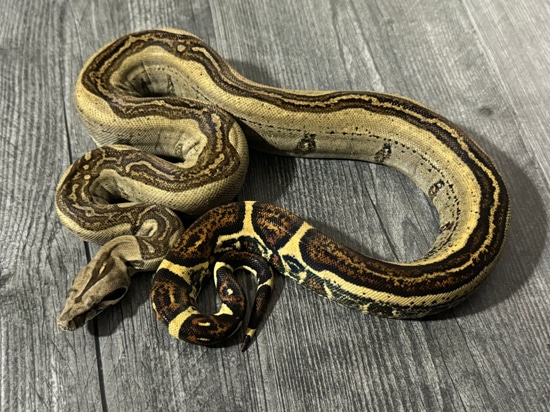 Jungle Het VPI Boa Constrictor by Colossal Constrictors LLC