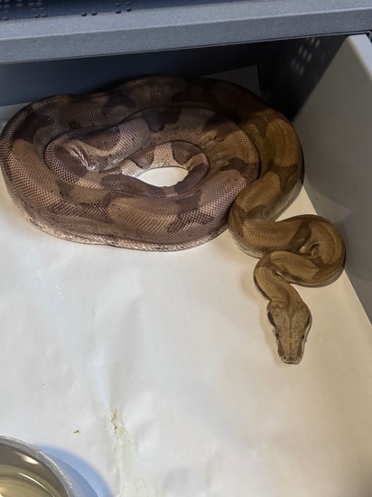 Ghost Jungle Boa Constrictor by Colossal Constrictors LLC