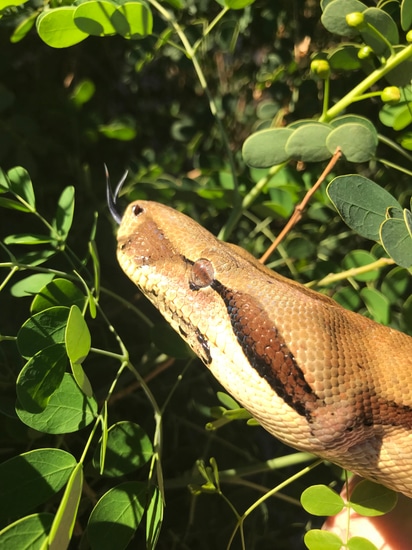 Hypo Jungle Boa Constrictor by Colossal Constrictors LLC