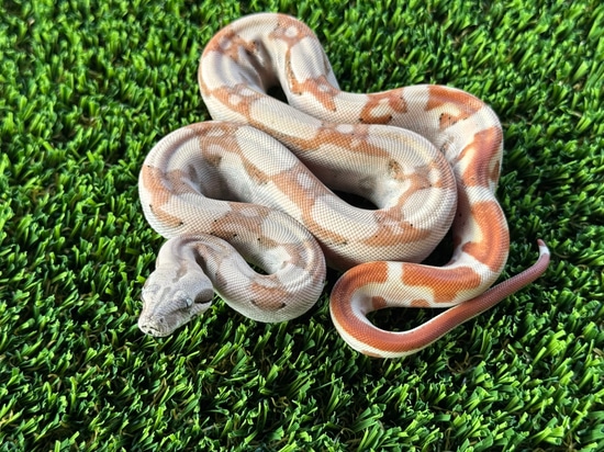 Hypo Jungle Aztec Het Anery Boa Constrictor by Colossal Constrictors LLC