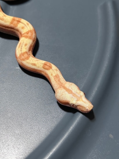 Sunglow Motley Arabesque Boa Constrictor by Colossal Constrictors LLC
