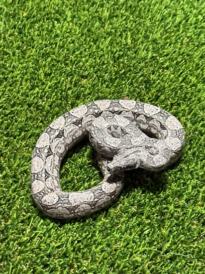 Male Argentina Boa Argentine Boa Constrictor by Colossal Constrictors LLC