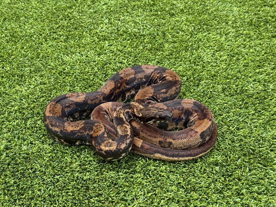 IMG Hypo Aztec Jungle Boa Constrictor by Colossal Constrictors LLC