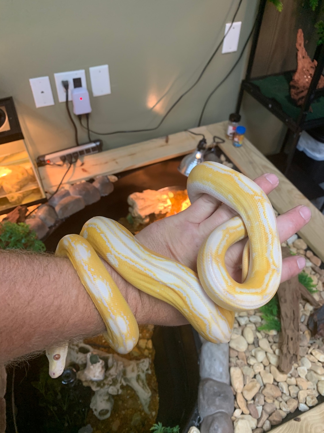 Lavender Motley Sunfire Tiger Reticulated Python by Colossal Reptiles ...