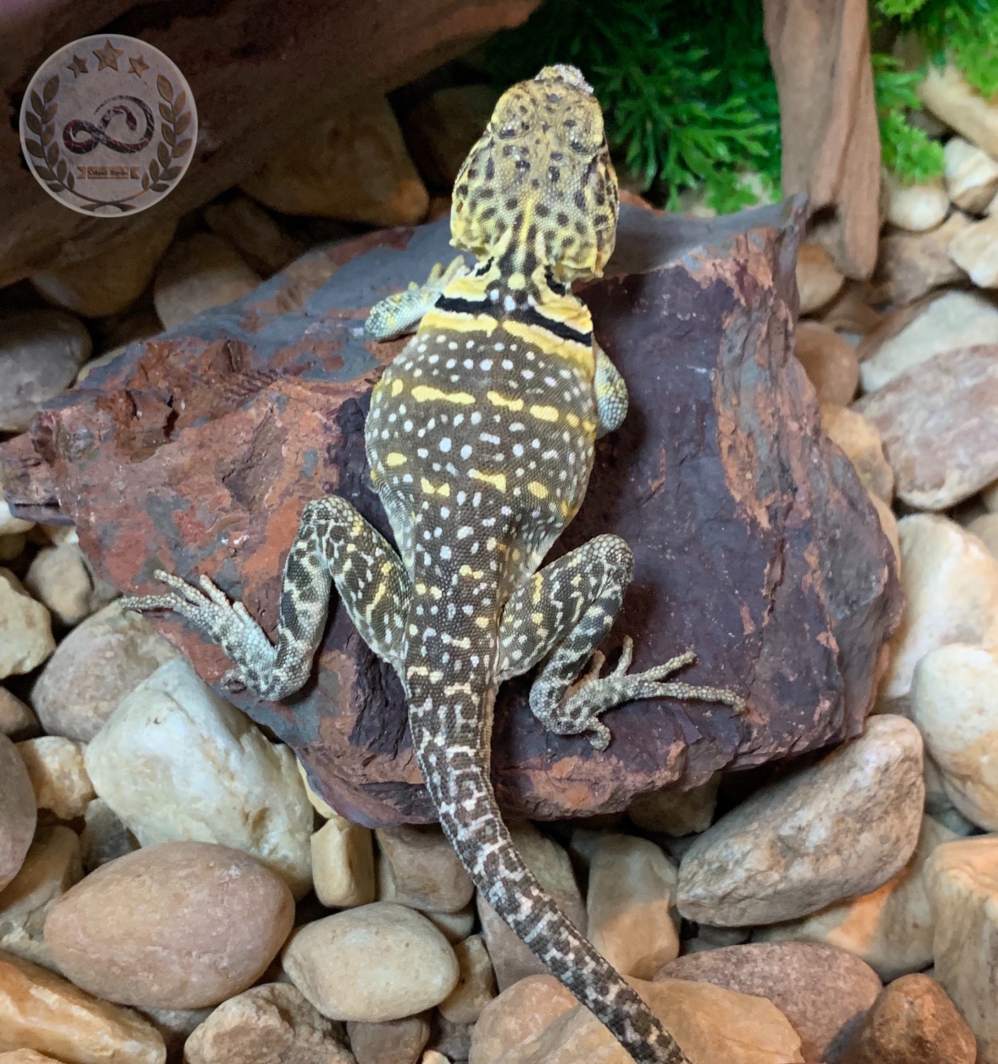 Lightning Yellow Collard Lizard More Lizard by Colossal Reptiles, LLC ...
