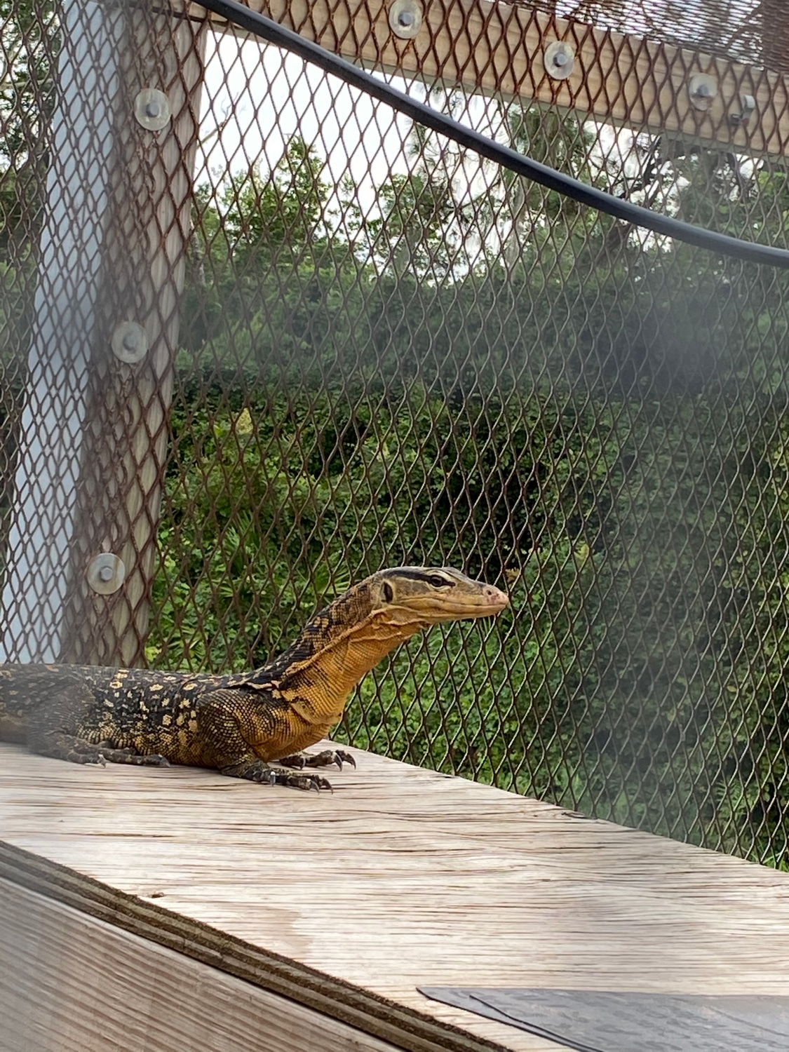 Cumingi Cross Water Monitor by Colossal Reptiles, LLC - MorphMarket