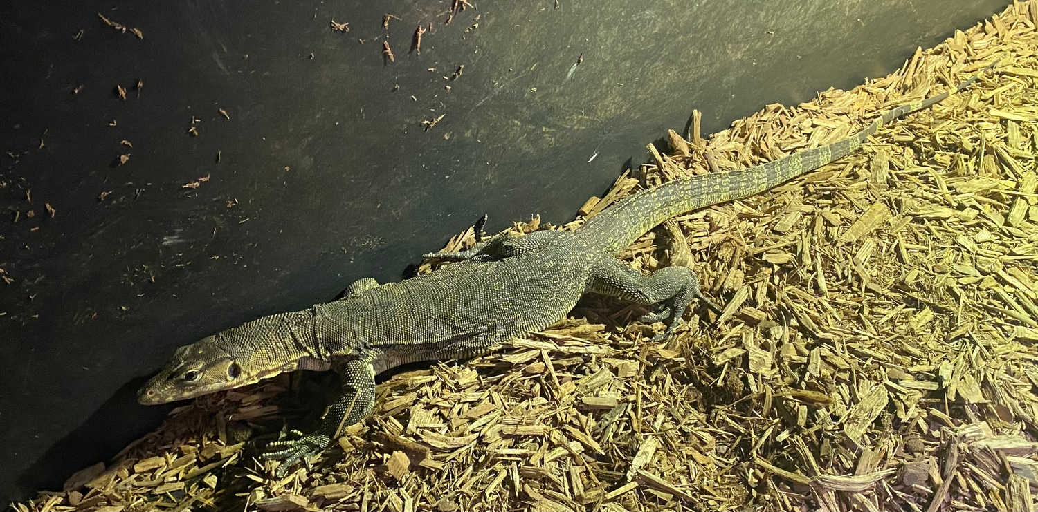 Het Black Dragon Water Monitor by Colossal Reptiles, LLC - MorphMarket