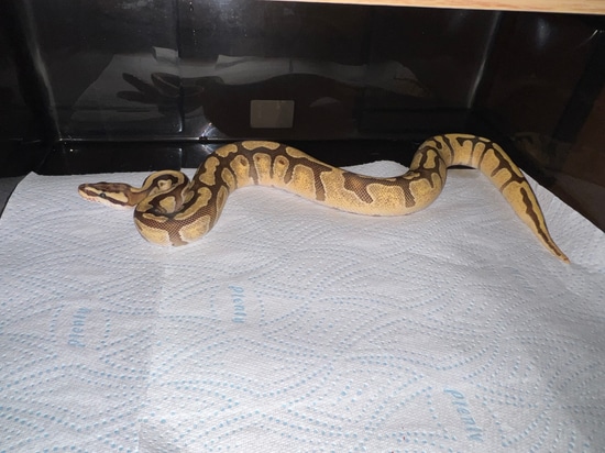 66% Het Ultramel Enchi Fire Ball Python by Coloured Constrictors UK
