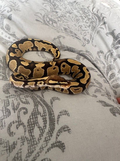 Fire 66% Het Ultramel Ball Python by Coloured Constrictors UK