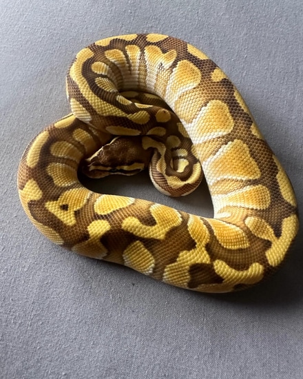 Enchi Butter 66% Het Ultramel Ball Python by Karl