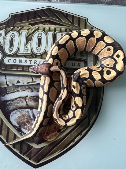 Chocolate Dg Ball Python by Coloured Constrictors UK