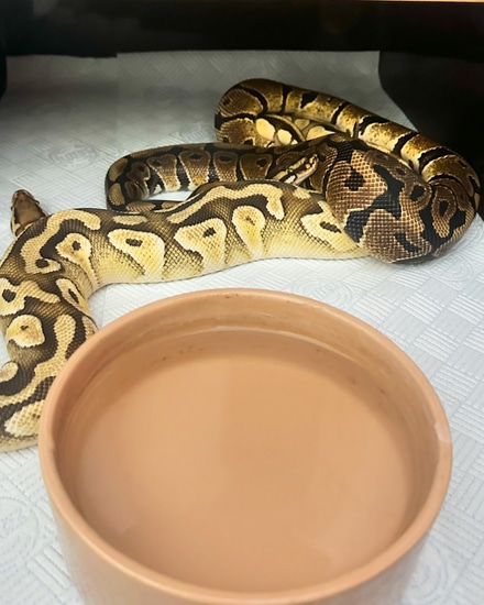 Mixed Collection Ball Python by Coloured Constrictors UK