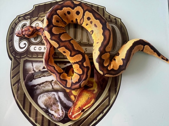 Yellowbelly Clown Ball Python by Coloured Constrictors UK