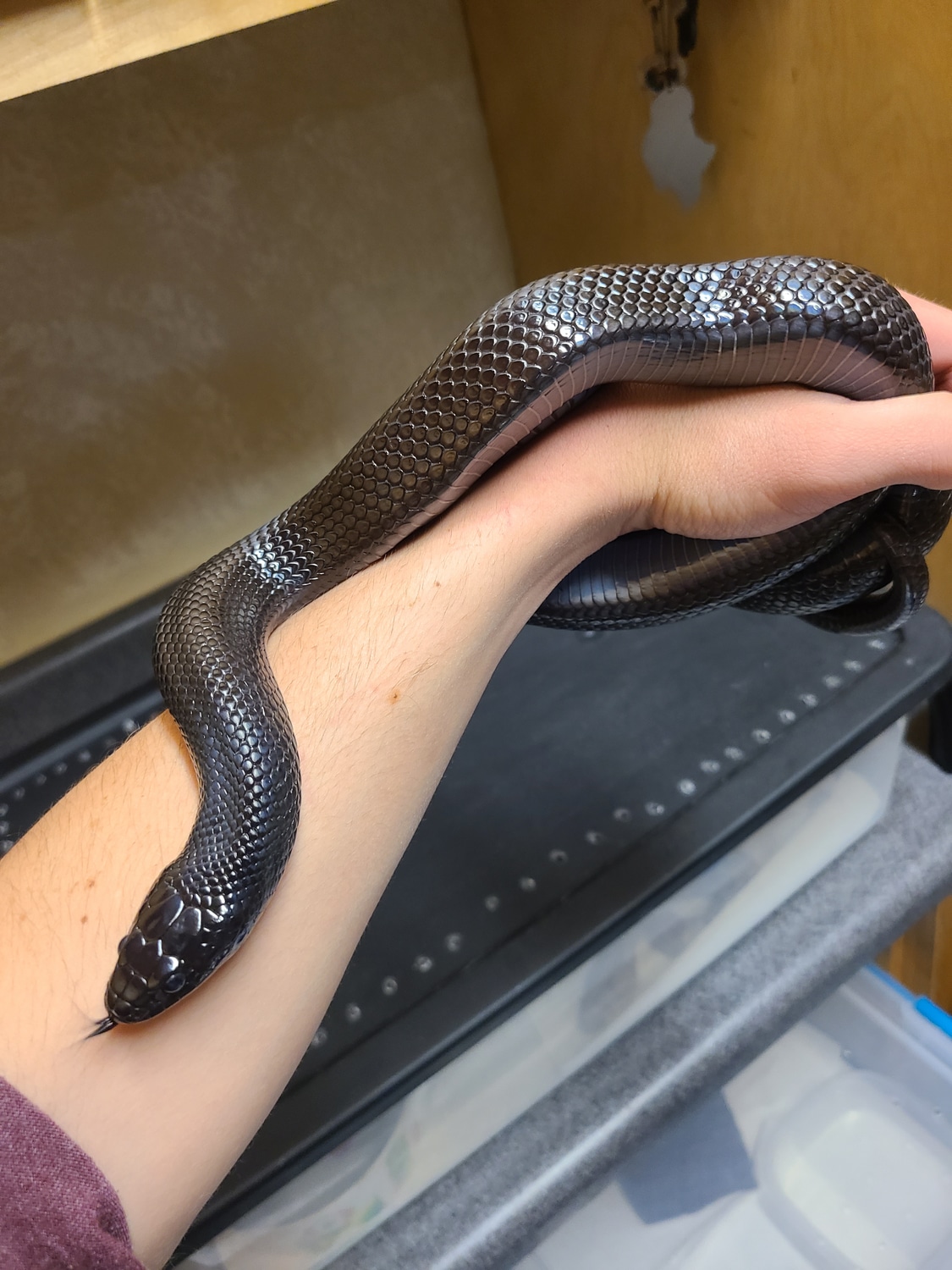 Adult Proven Breeder Female Mexican Black Kingsnake by Colton’s ...