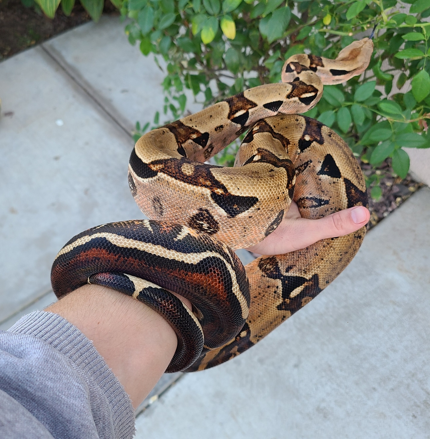 Parahet Het Blood Boa Constrictor by Colton’s Reptiles LLC - MorphMarket