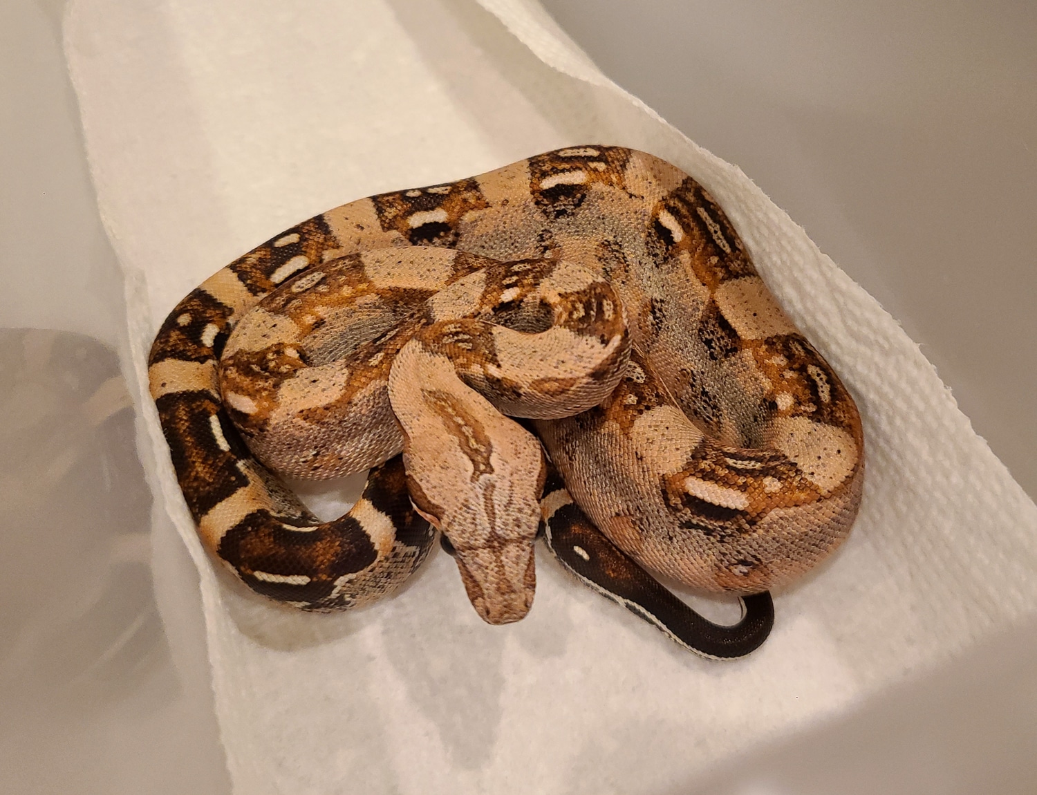 2023 Aztec Boa Constrictor by Colton’s Reptiles LLC - MorphMarket
