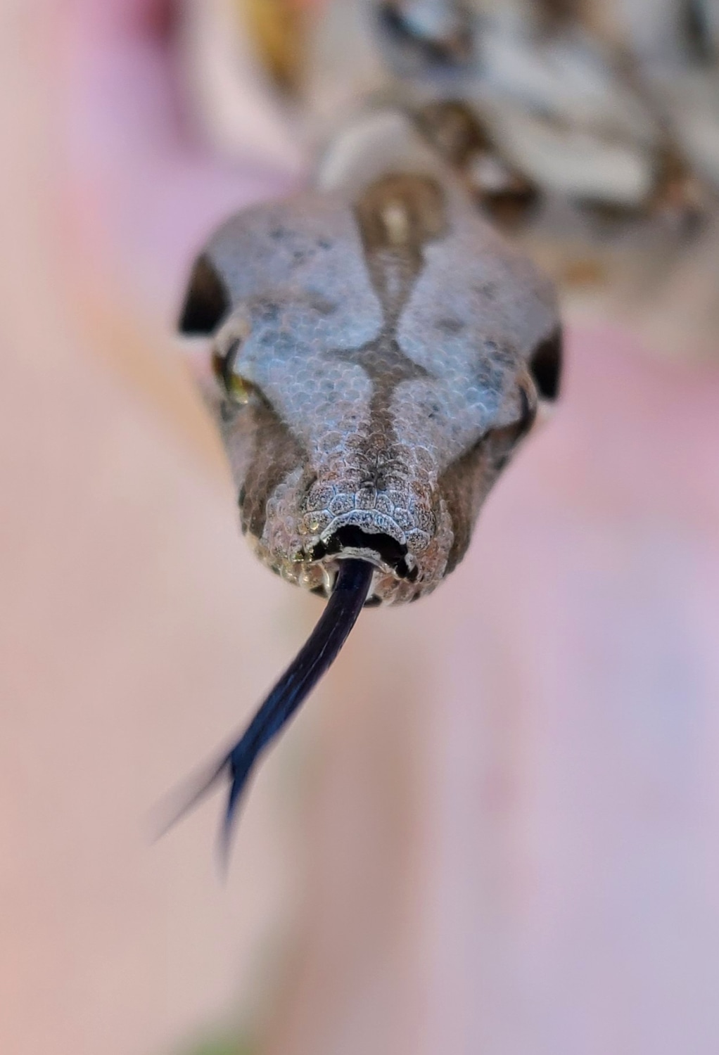 2023 Normal Boa Constrictor by Colton’s Reptiles LLC - MorphMarket