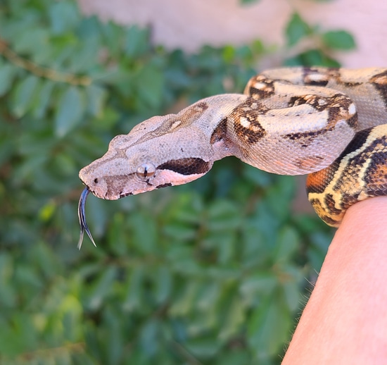 2023 Juvenile Normal Boa Constrictor by Colton’s Reptiles