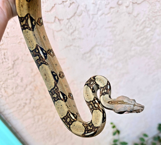 2023 Normal Boa Constrictor by Colton’s Reptiles