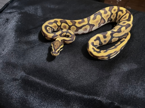 Od,Leo Pos Het Clown Ball Python by KBC exotics