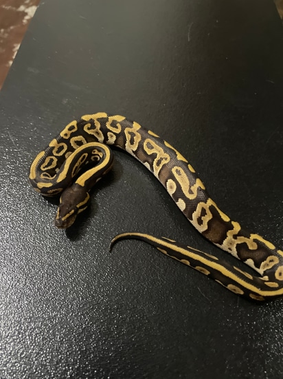 Od,Leo Pos Het Clown Ball Python by KBC exotics