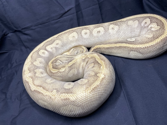 Super Mystic Pastel Ball Python by KBC exotics