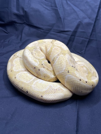 Banana Ball Python by KBC exotics