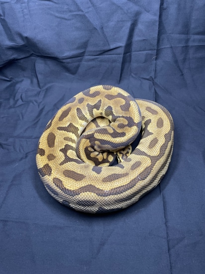 Leo,sn,od,yb Het Clown Ball Python by KBC exotics