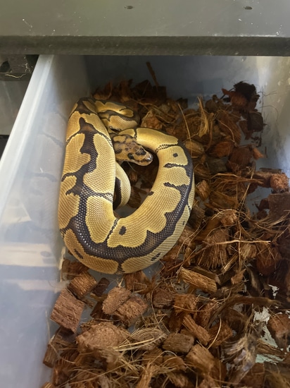 Clown Ball Python by KBC exotics
